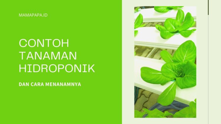 7 Tanaman Hidroponik Rumahan yang Mudah Ditanam – Mamapapa.id